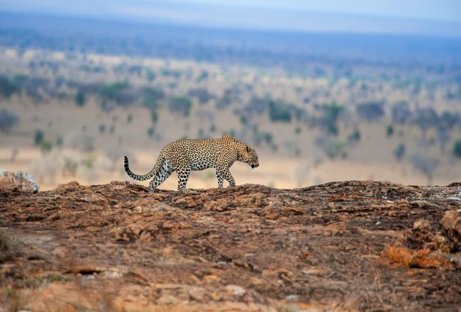 15+ Wildly Exotic Things To Do In Kenya | Travelwings Blog