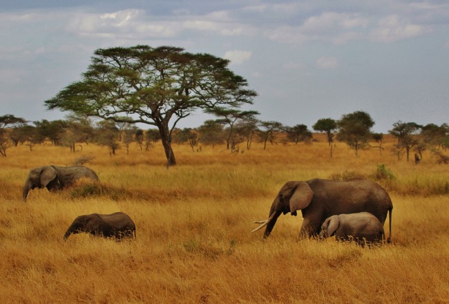 10 Incredible Things to do in Tanzania | Travelwings Blog