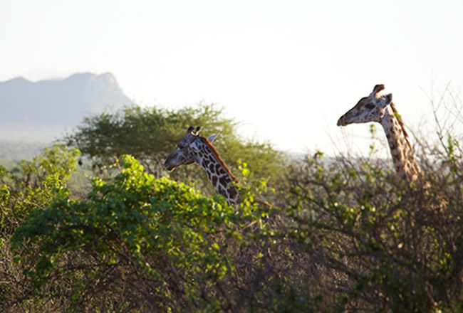 Best Time To Visit Kenya And Top 10 Iconic Tourist Attractions To Explore
