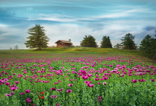 20+ Most Beautiful Spring Destinations In The World | Travelwings Blog